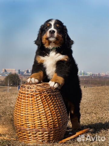 Бернята ждут семью