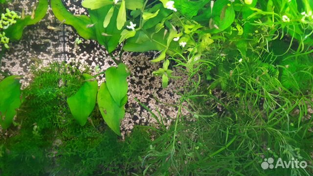 Мальки гуппи (Красная московская)