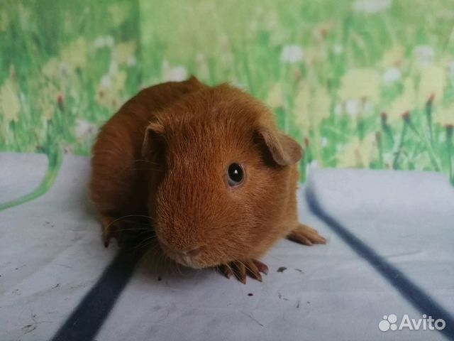 Морская свинка мальчик рыжик