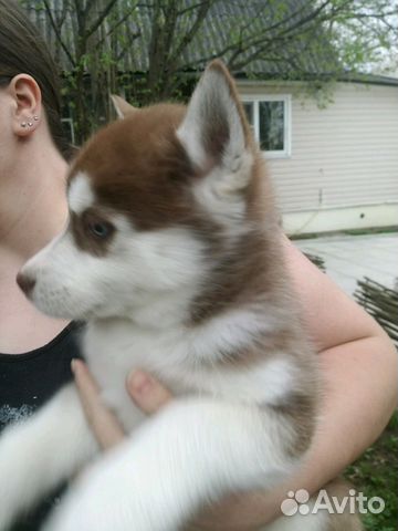 Щенок хаски, мальчик