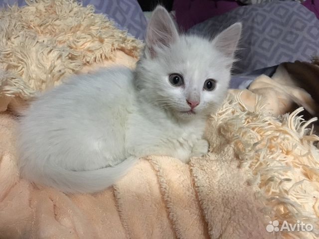 Котенок в добрые руки