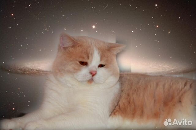 Клубные подрощенные шотландцы