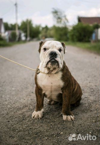 Детки бульдожки