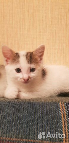 Котенок мальчик 1,5мес.в дар метис ангорской Лучик