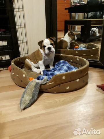 Английский бульдог щенок кобель