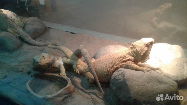 Бородатые агамы