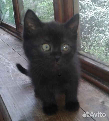 Котеночка Багиру в дар