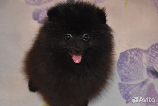 Шпиц-настоящий уголек