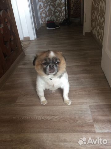 Отдам собачку