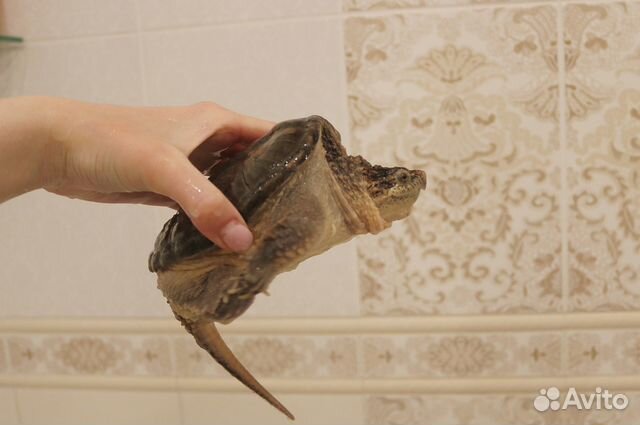 Каймановая черепаха