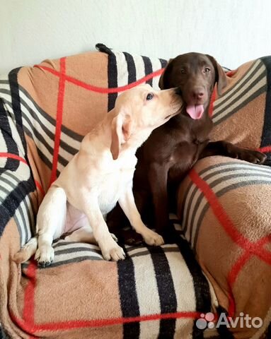 Шоколадные девочки и палевый щенки РКФ