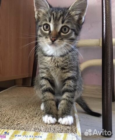 Котёнок Нильс ищет дом