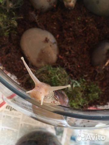 Улитки Ахатины