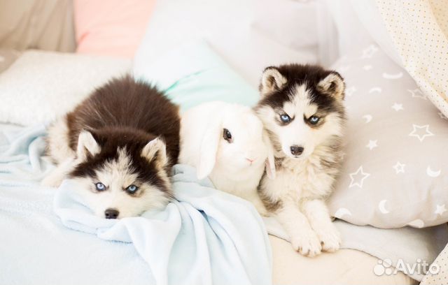 Супер Девочка Плюшевая Хаски