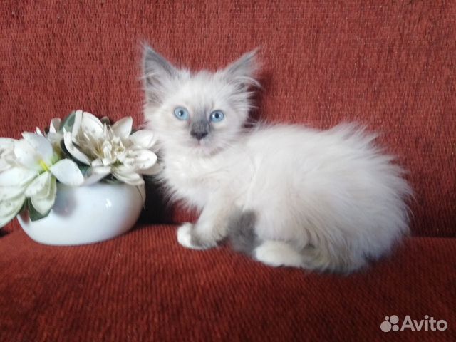 Голубоглазый красавец ищет дом