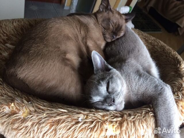 Роскошный котик европейской бурмы голубого окраса