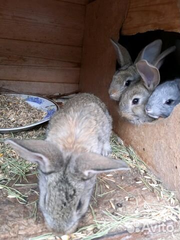 Крольчата