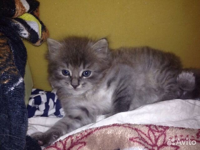 Котёнок Миша