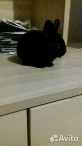 Декоративные кролики