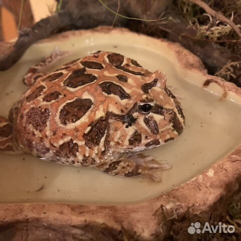 Лягушка рогатка