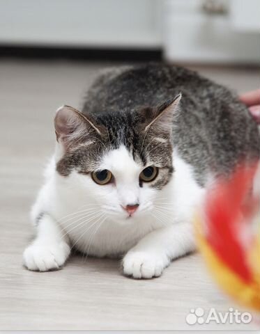 Кошка в дар