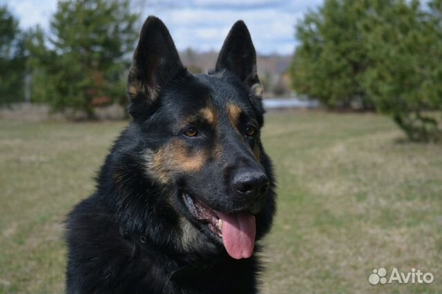 Вео щенки продам