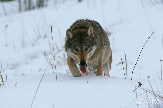 Волкособ, волк, гибриды волка