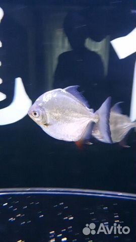 Рыбы аквариумные