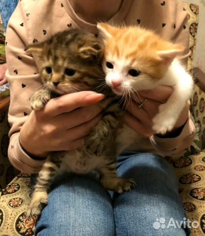 Котята в добрые руки