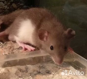 Крыска с крысятами