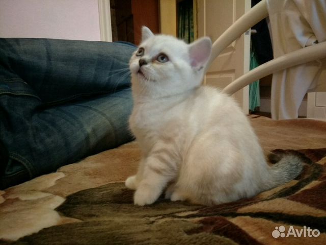 Котенок породы "британская короткошёрстная"
