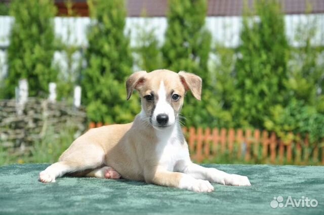 Очаровательные щенки уиппета