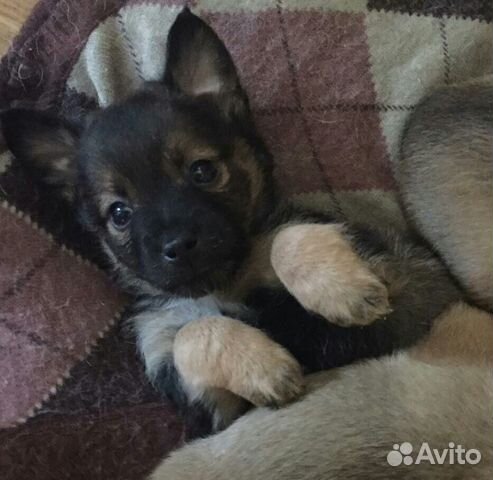 В добрые ручки:)