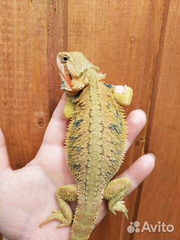 Hypo Trans. Самец 31см. Бородатая агама