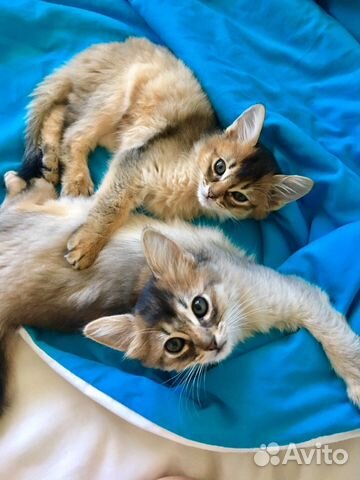 Котята Сомали