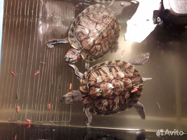 Черепахи красноухие