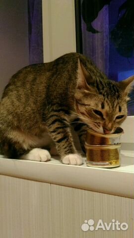 Ищем лучшую семью для нежного и милого ребенка