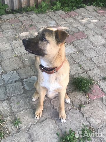 Верный охранник в ваш дом