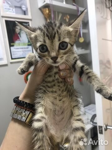 Котенок девочка