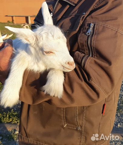 Козочки молочные дойные