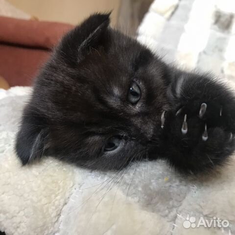 Котёнок вислоухий мальчик окрас дымчато чёрный