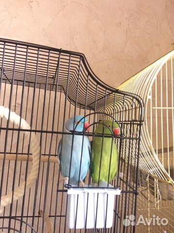 Ожереловый попугай