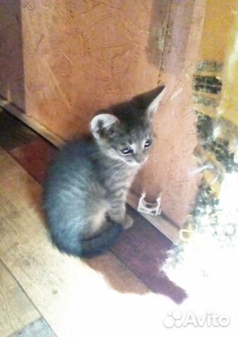 Серенький котенок ищет дом