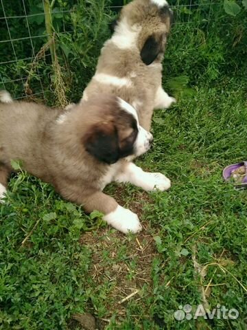 Щенки московской сторожевой