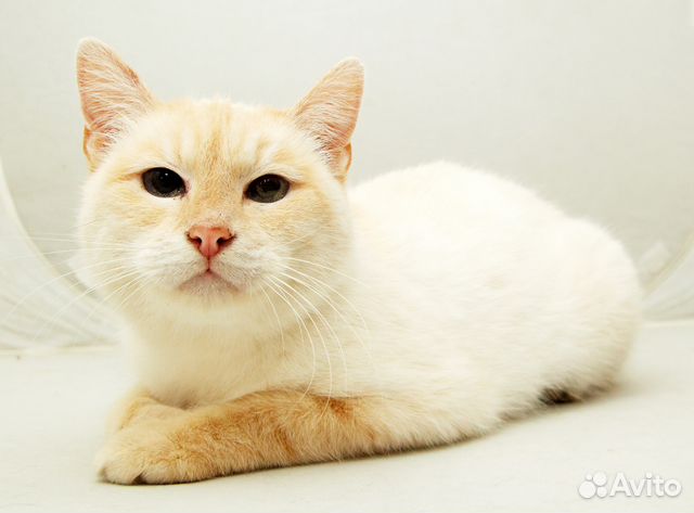 Хлоя, метис тайской кошки