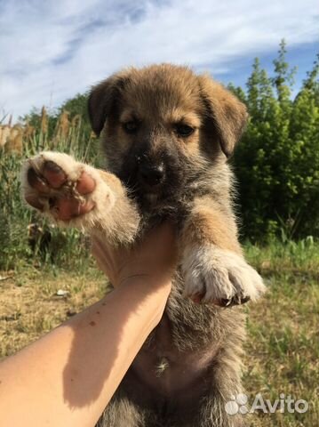 Щенкок мальчик 2 мес. в добрые руки