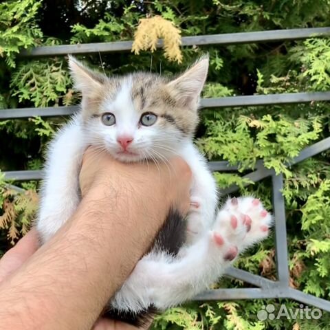 Отдаем двух котят благородной дворовой породы :)