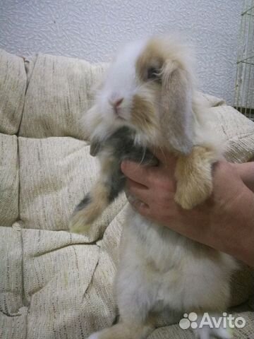 Вислоухий кролик