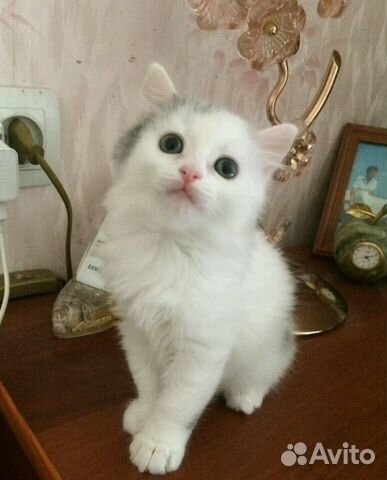 Очаровательные котята - девочки от домашних родите