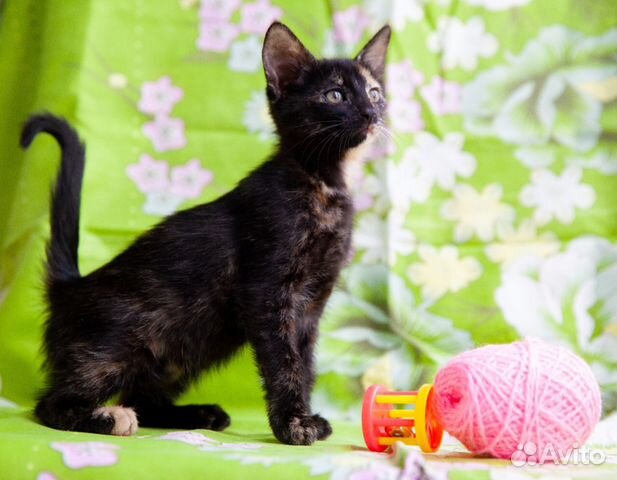 Котята Шоколадки-Эксклюзивчики в дар в добрые руки